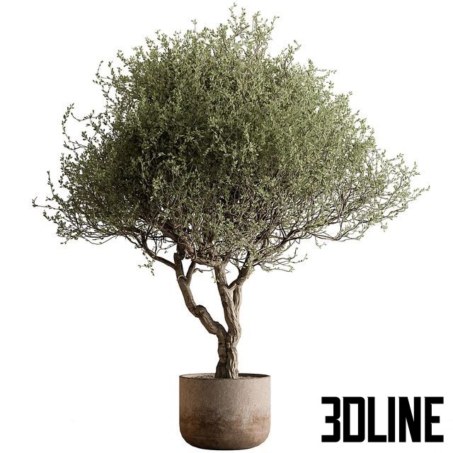 Outdoor Plants 594 – Tree in Pot 0(3dline.net) – 3D Models – Download ...
